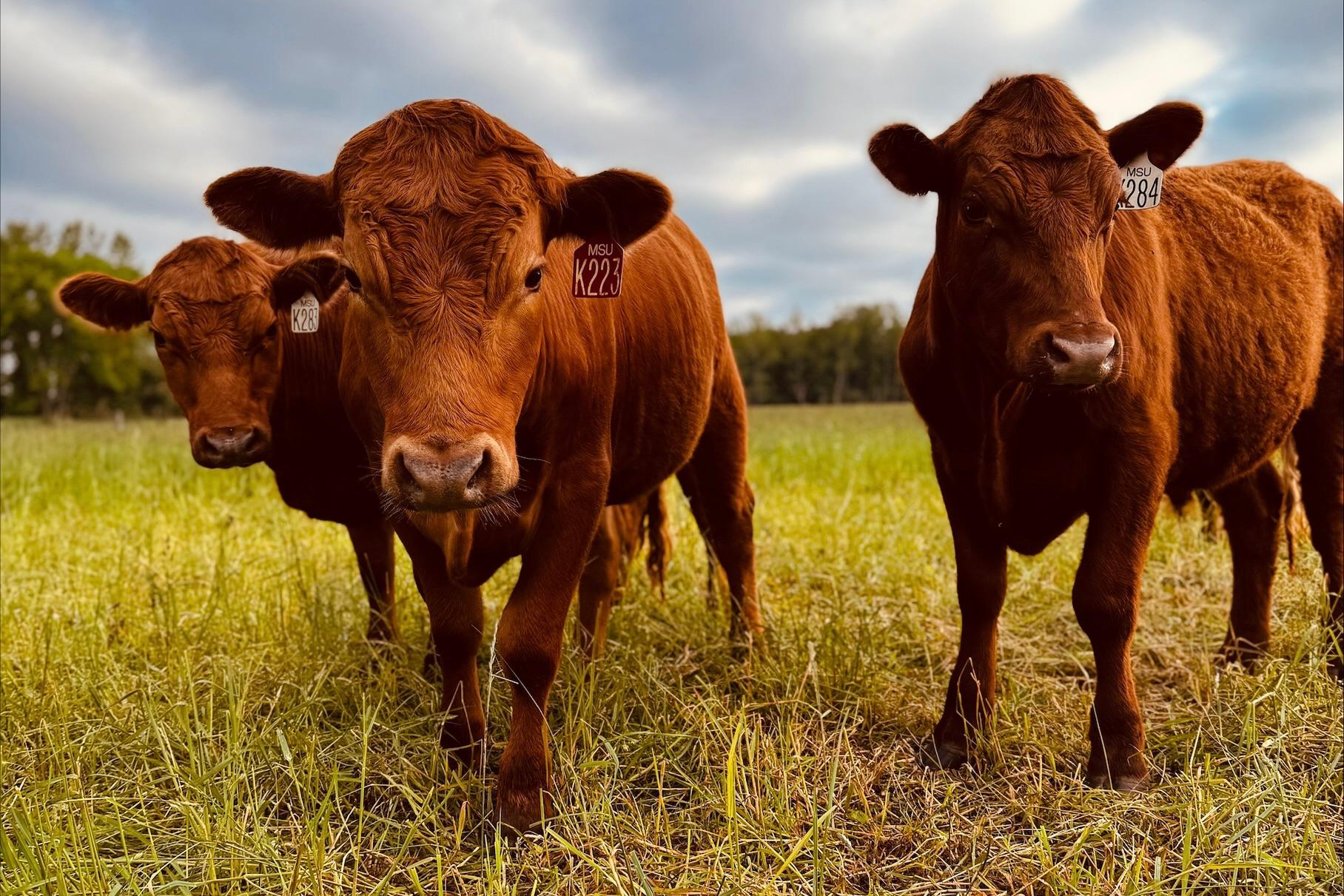 Optimizing health qualities of beef: MSU scientists analyzing how ...