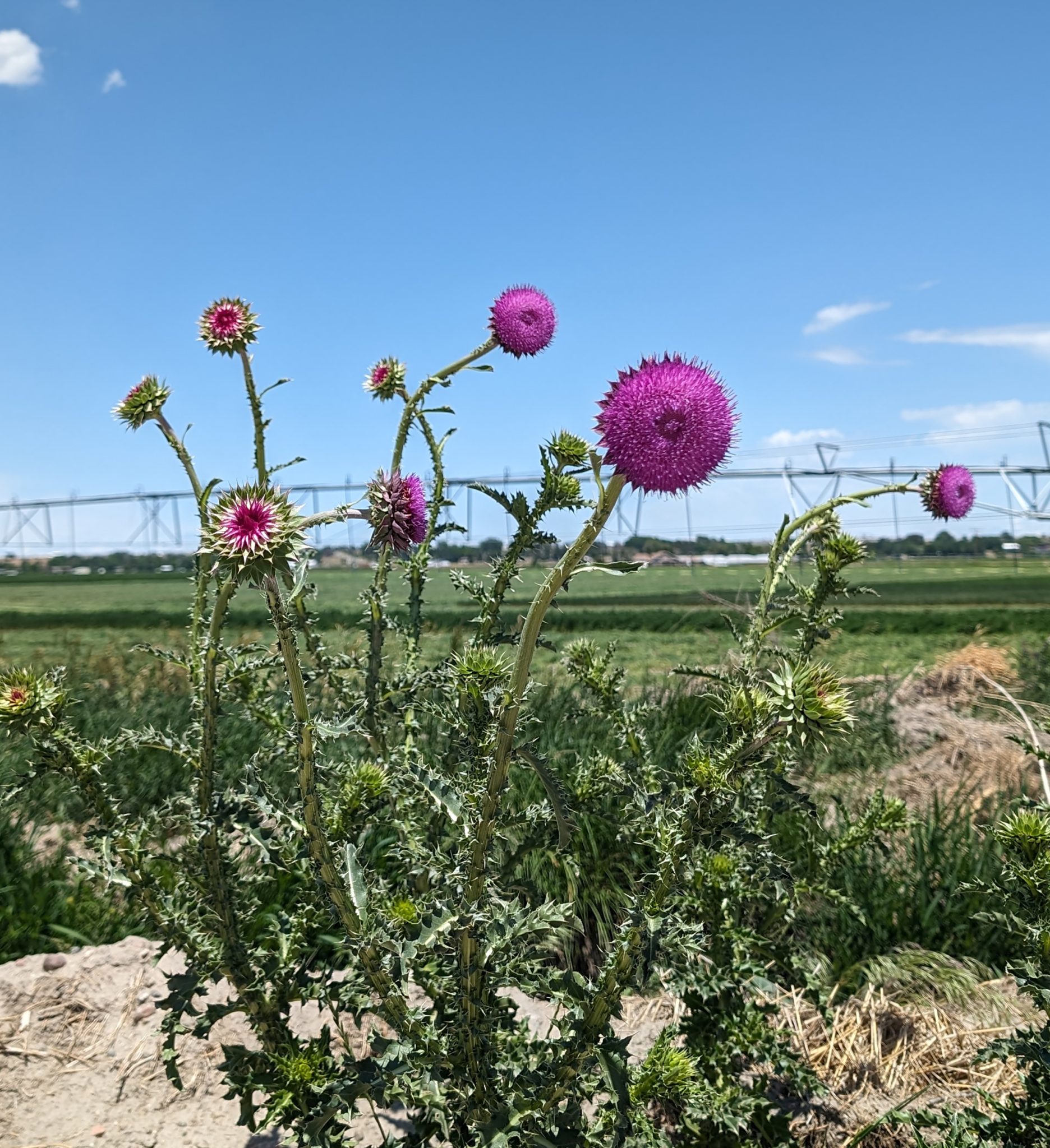 Spring flowers in range or pastures could be noxious weeds ...