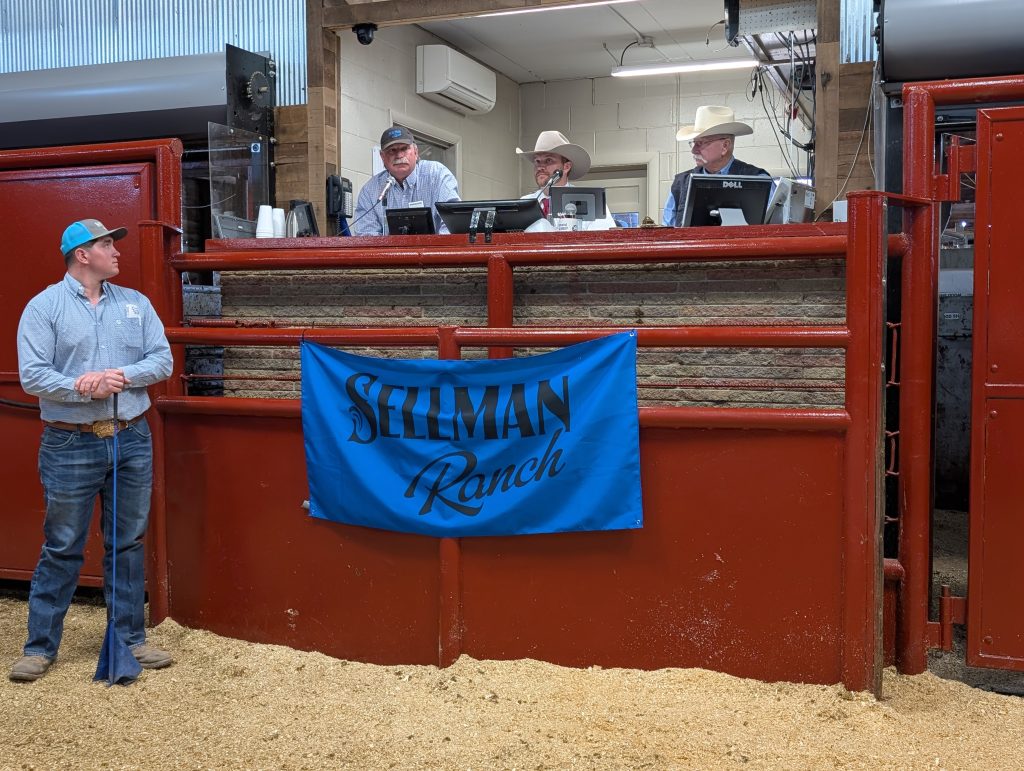 Sellman Ranch 29th Annual Performance Bull Sale | TheFencePost.com