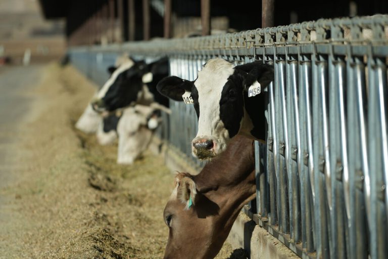 Dairy cattle and bird flu | TheFencePost.com