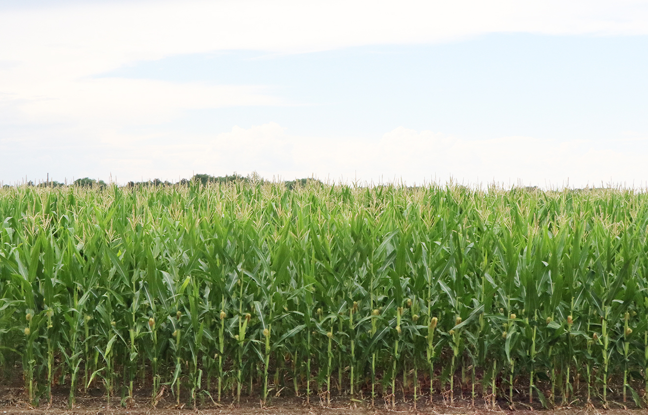 NCGA Launches New Phase of Consider Corn Challenge | TheFencePost.com