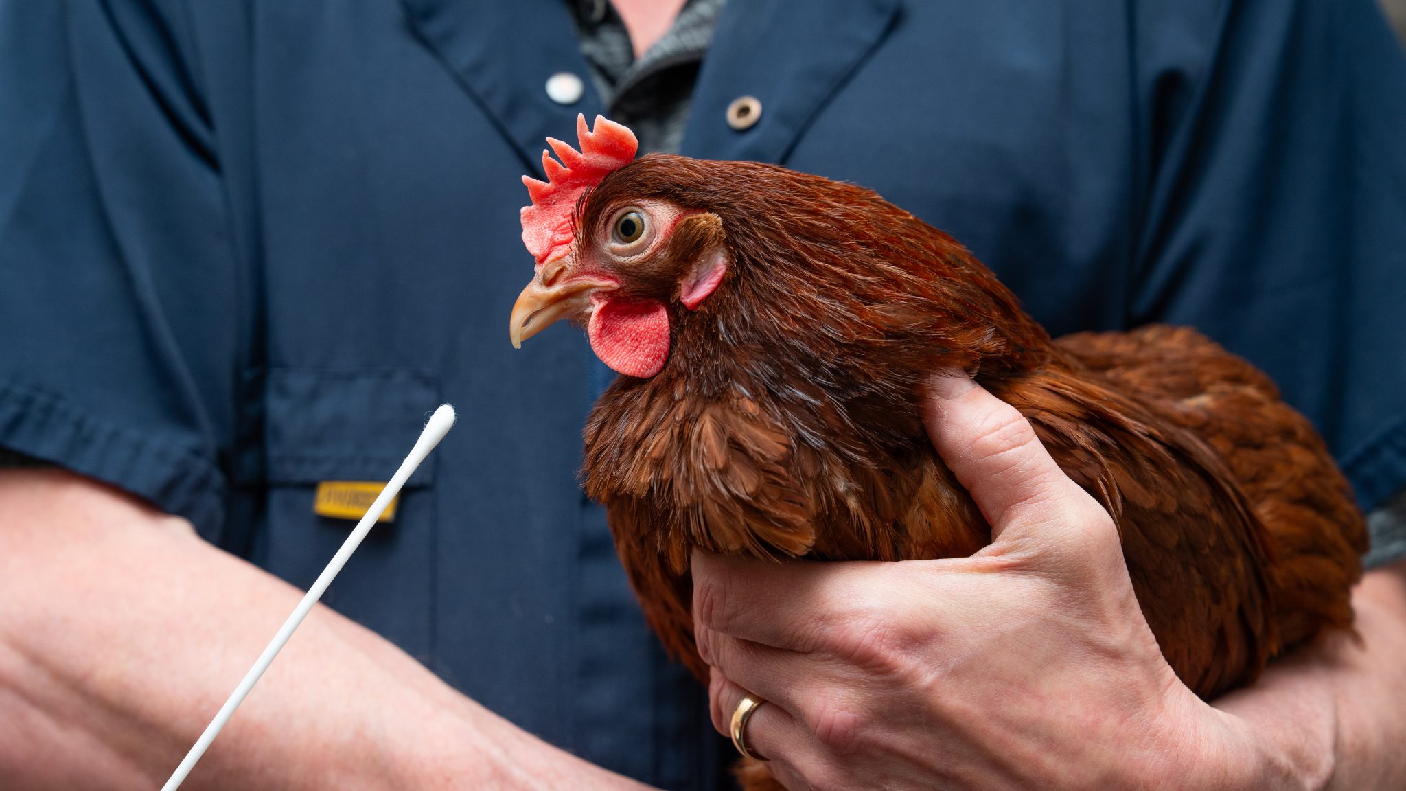 New assay offers way to combat threat of highly pathogenic avian flu ...