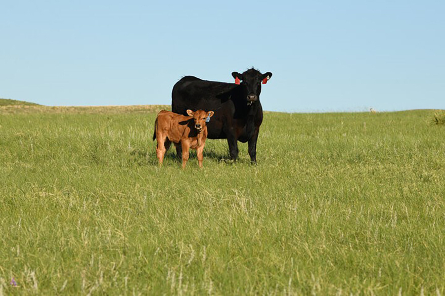 Beyond the abstract: Nutrient balance in 2 calving seasons in range ...