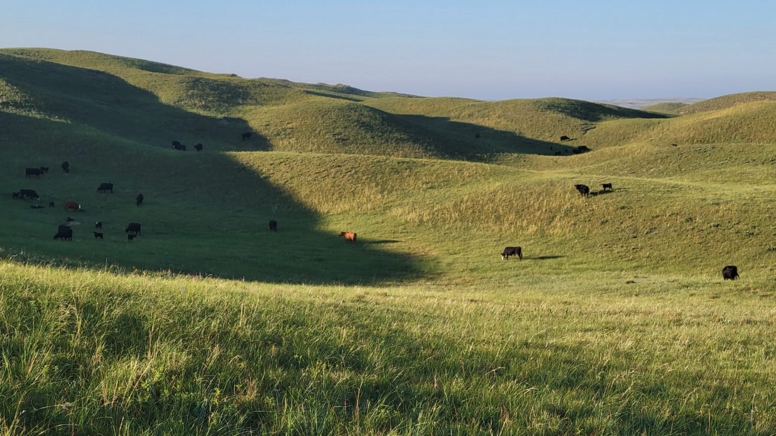 Ranches thrive in largest beef cattle-producing county in the US ...