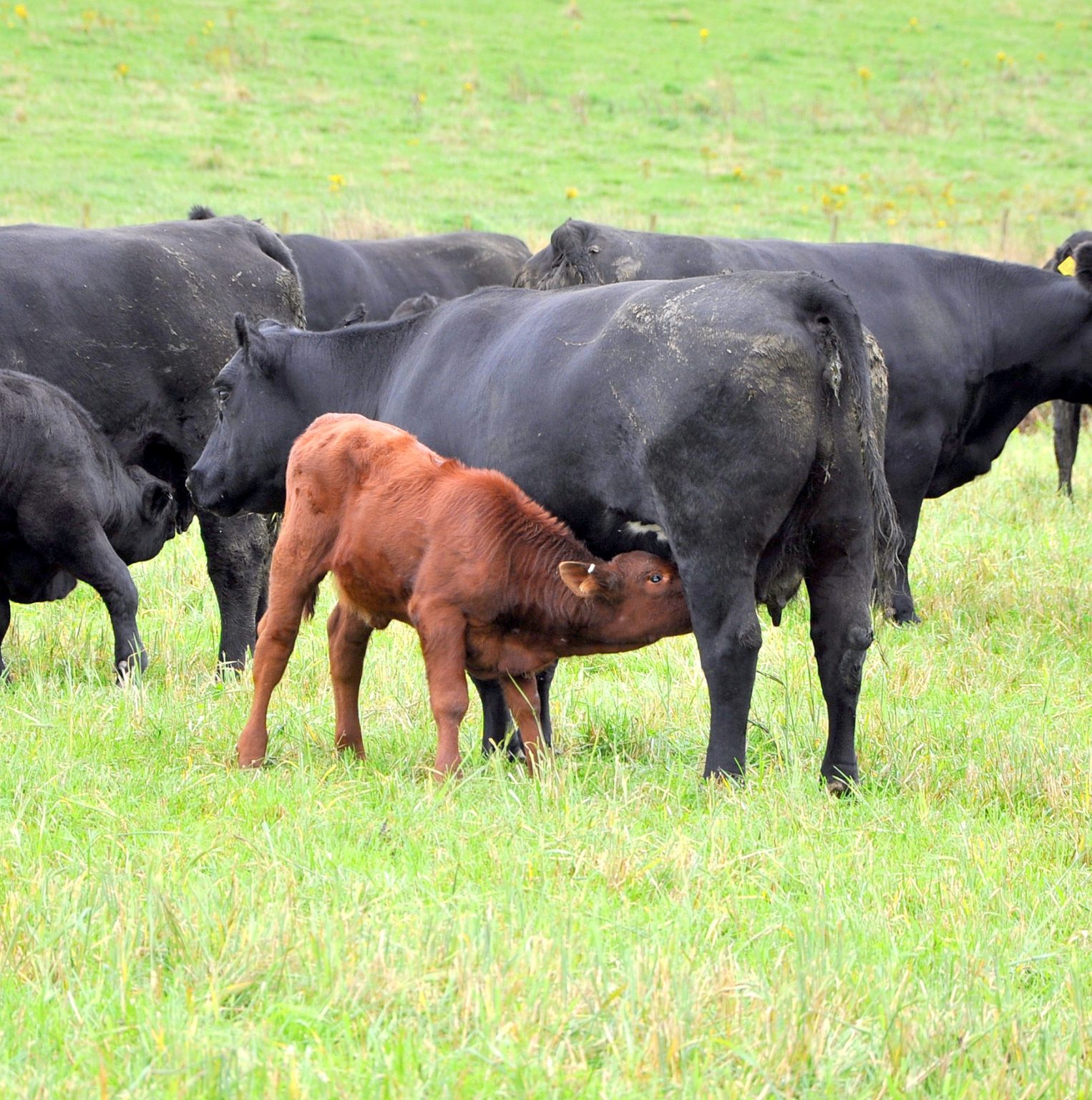 Australia farmers call for review as government green lights beef ...