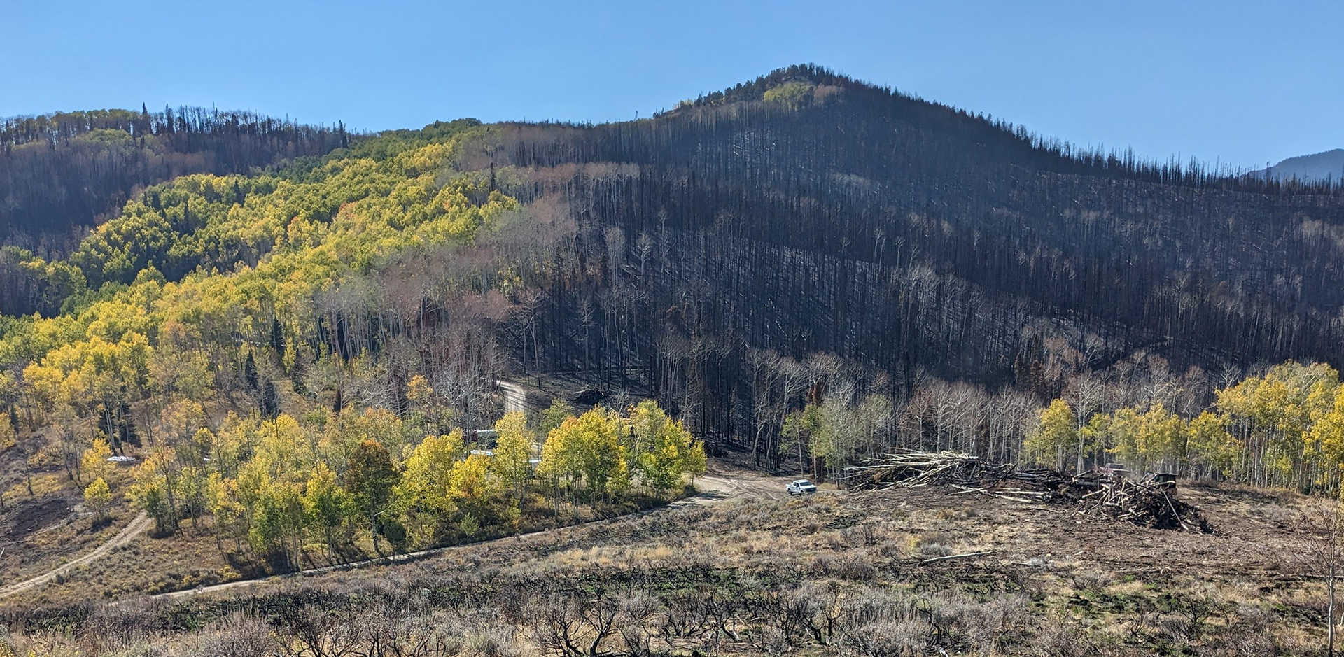 Research shows aspen forests slow wildfire spread | TheFencePost.com