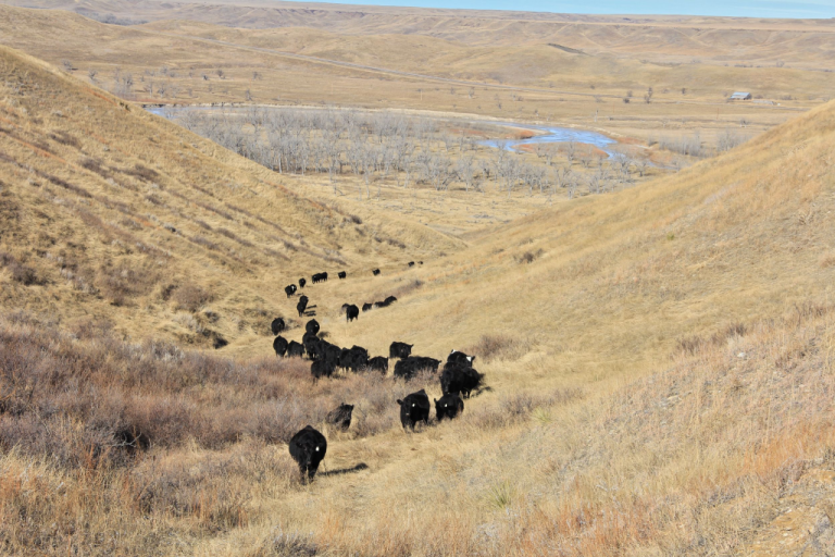 Hurry up and wait: Maudes’ land dispute still not settled ...