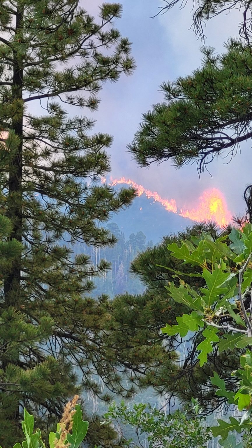 Turner Gulch Fire: Caring for cattle in the flames | TheFencePost.com