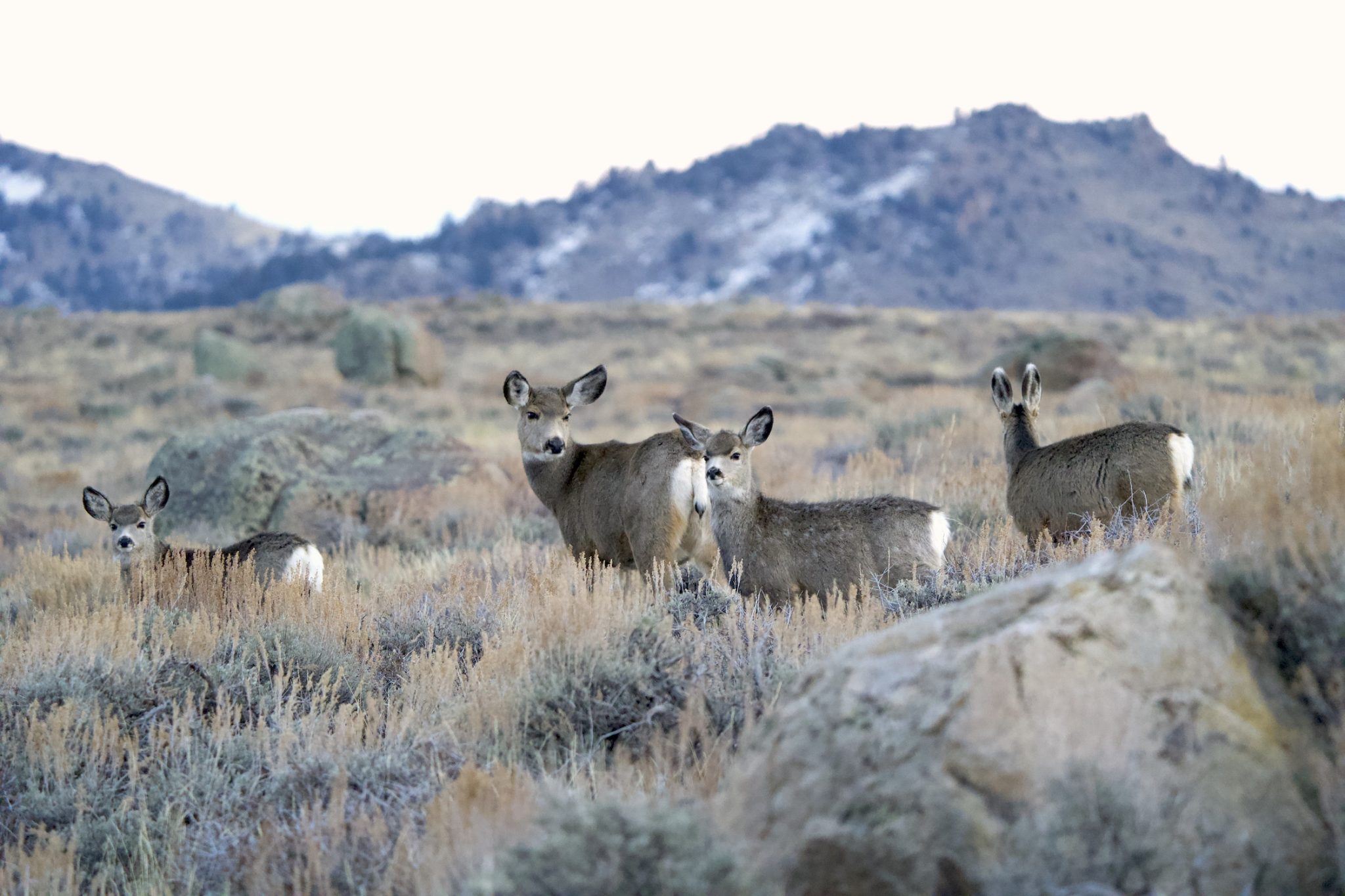 Invasive grasses threaten mule deer — but strategic action can turn the ...