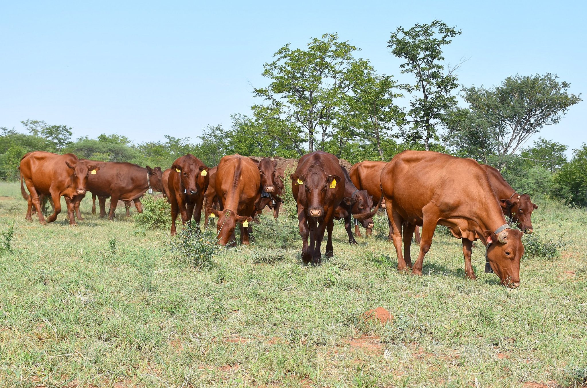 Australia projects record beef production for 2025 while increasing ...