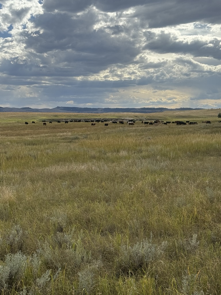 Updates from the field: N.D., S.D., Neb., and Colo. auction men on the ...
