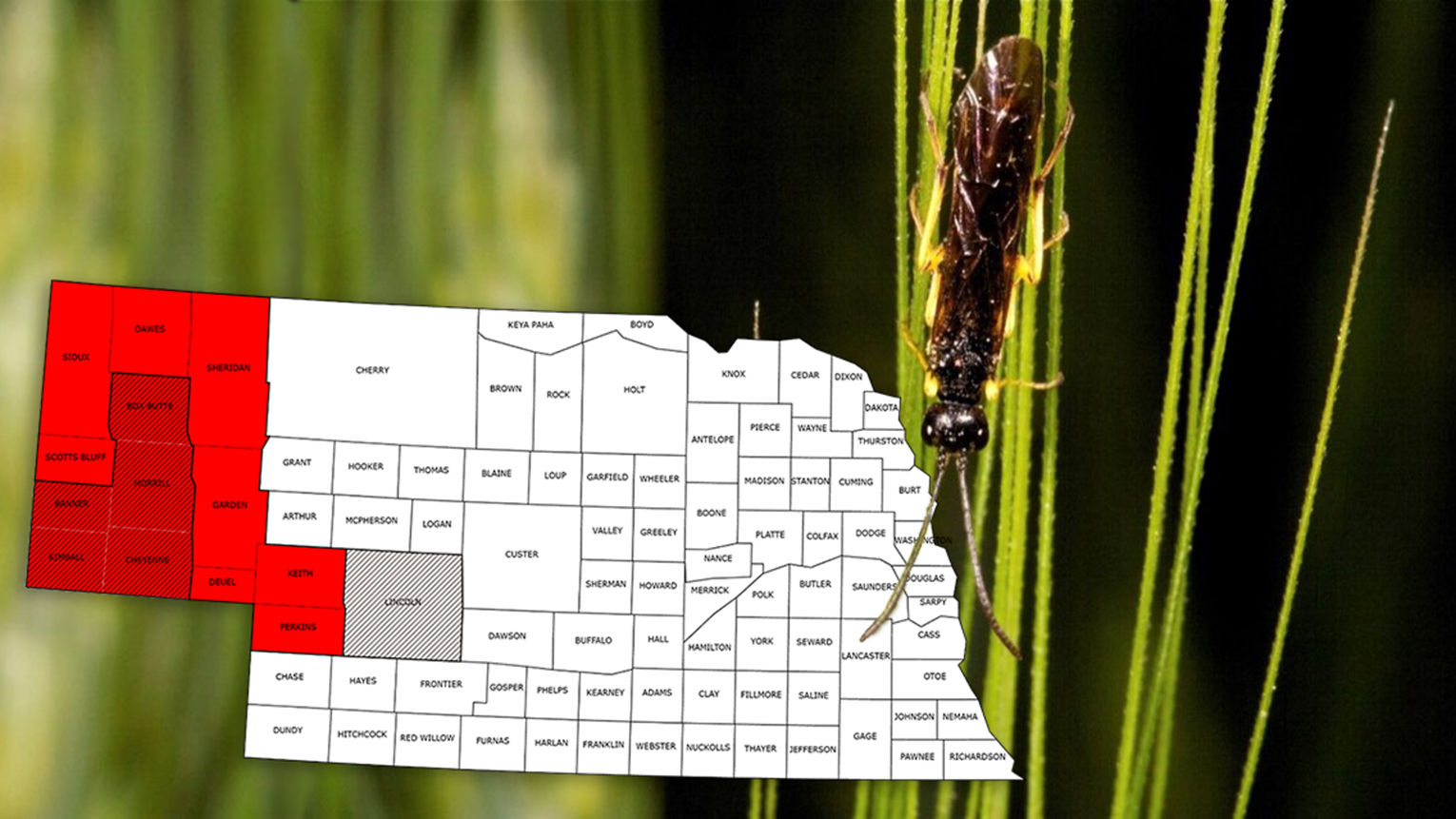 Wheat stem sawfly update: New GDD tool to track spring flight ...