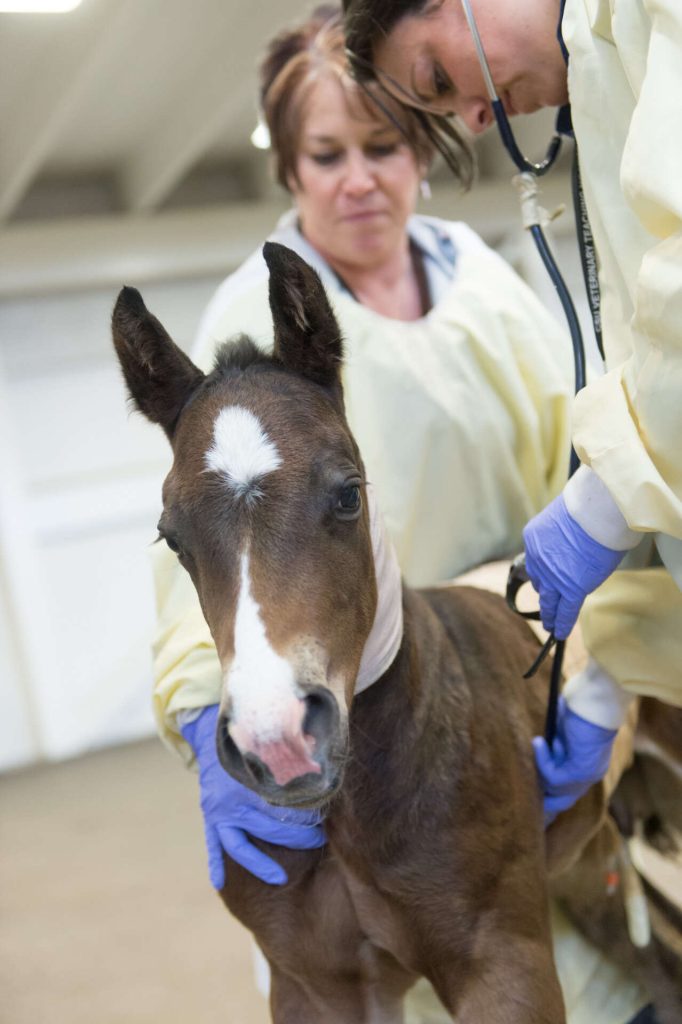 USDA expands efforts to strengthen rural food animal veterinary ...