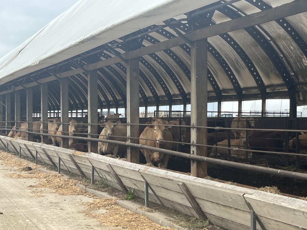 2025 Fall Homeland | Choices: Is a hoop barn or a monoslope structure ...