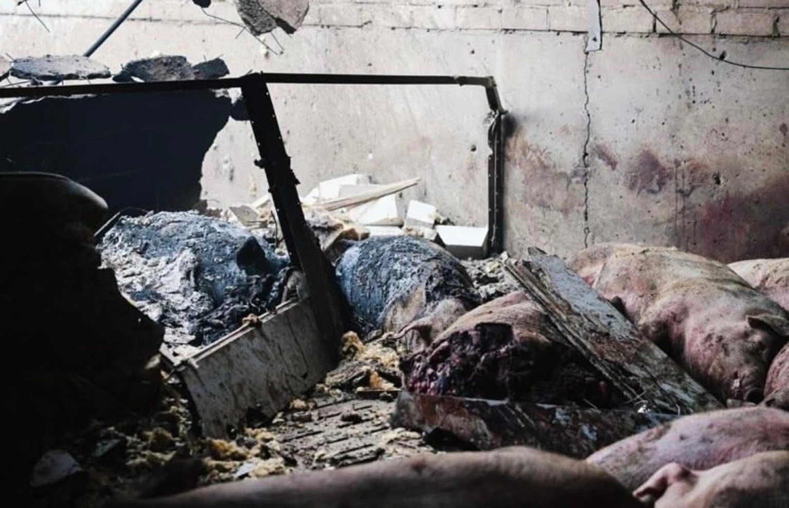 Russians repeatedly target Ukraine pig farm killing over 13,000 pigs ...