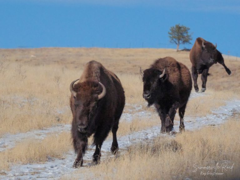 American Prairie acquires Anchor Ranch; debate over bison permits ...