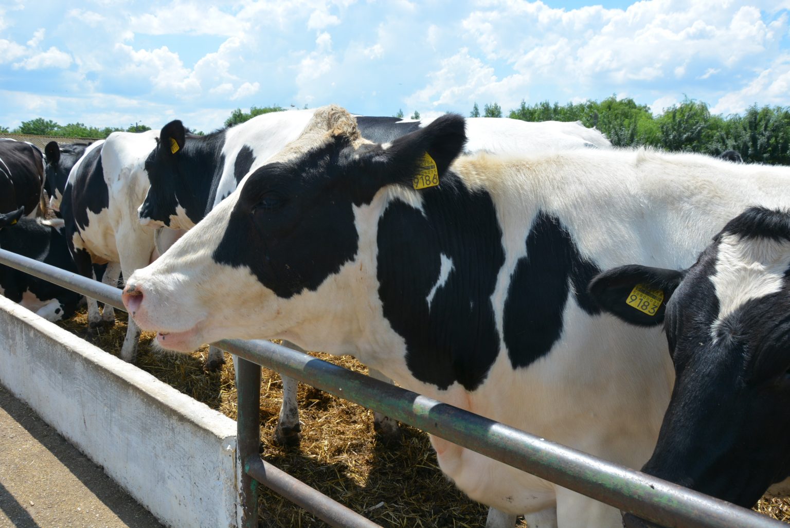 Uruguayan cattle stranded on ship in European waters due to tagging ...
