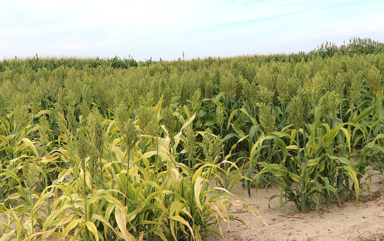 Direct grazing of standing milo with cows examined in webinar ...