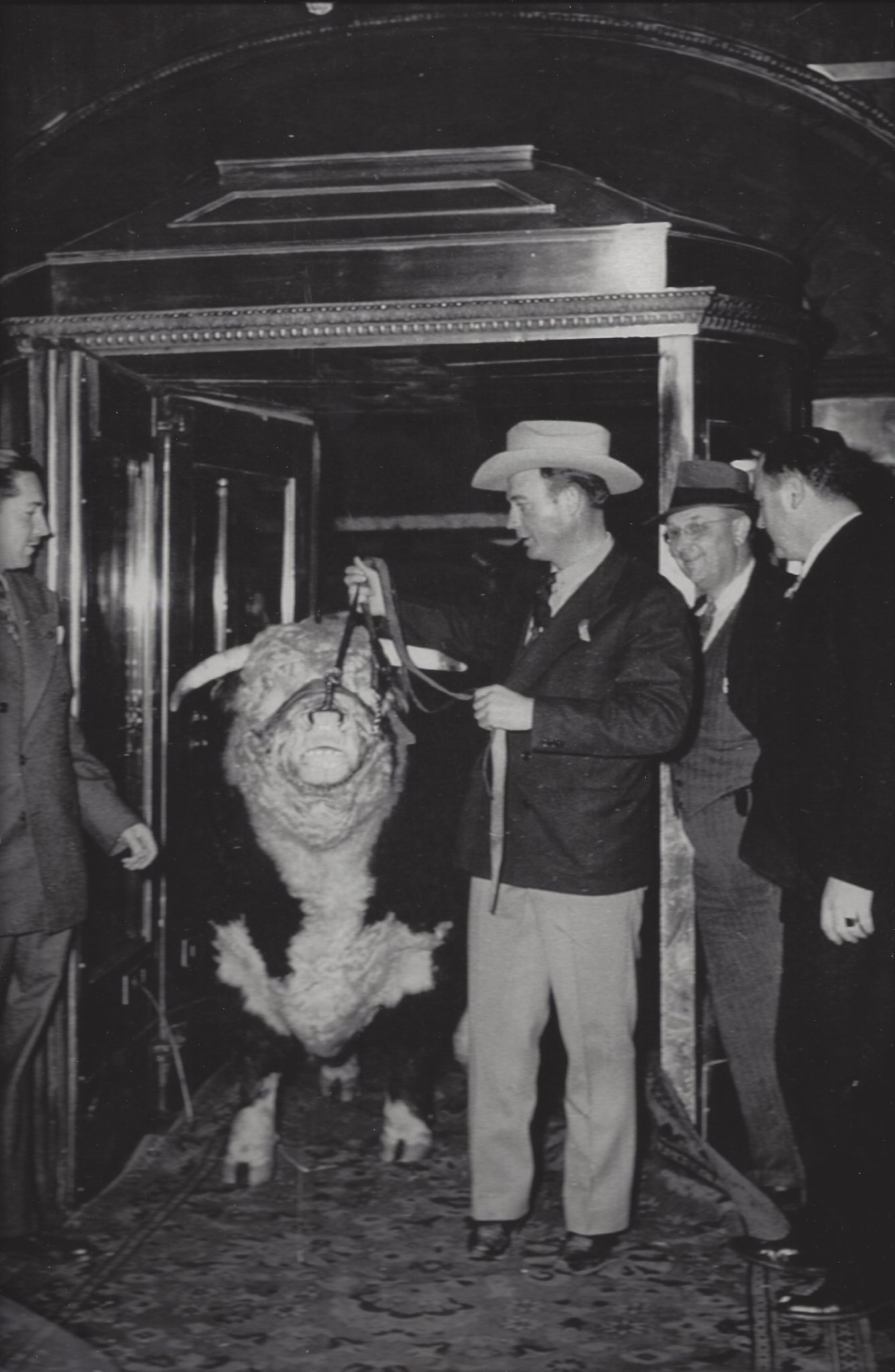 Legendary bulls and females sell at Denver | TheFencePost.com