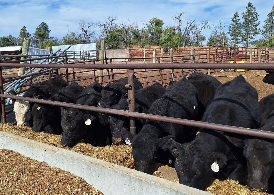The connection between the nursing calf and the weaned calf ...