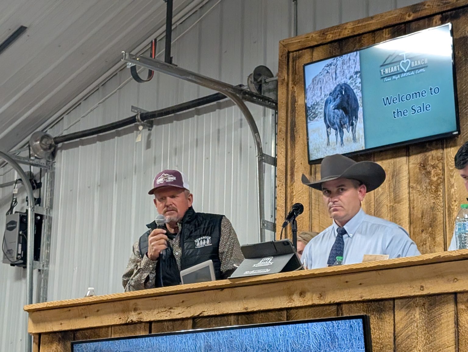 T-Heart Ranch High Altitude Female Sale | TheFencePost.com
