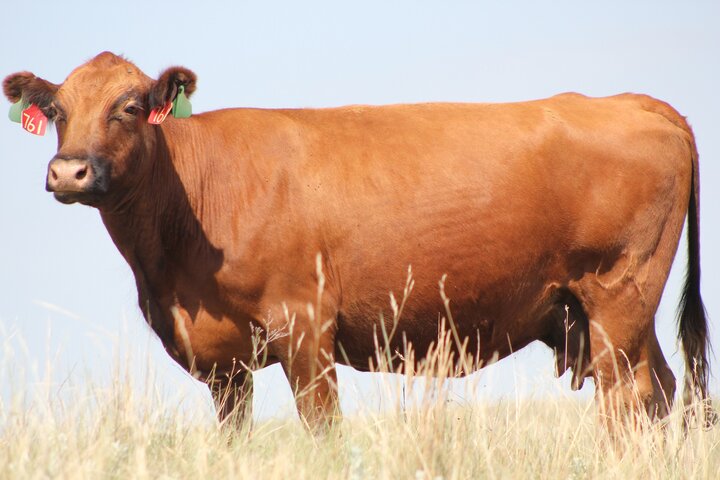 Causes of reproductive failure in cattle | TheFencePost.com