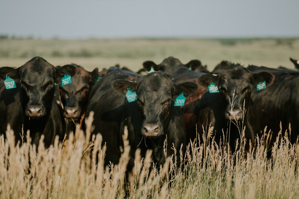 Breeder’s Connection 2026 | Poss Angus | TheFencePost.com