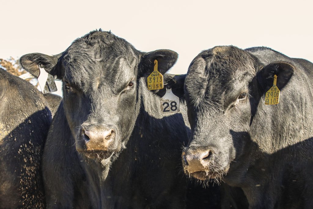 Breeder’s Connection 2026 | Poss Angus | TheFencePost.com