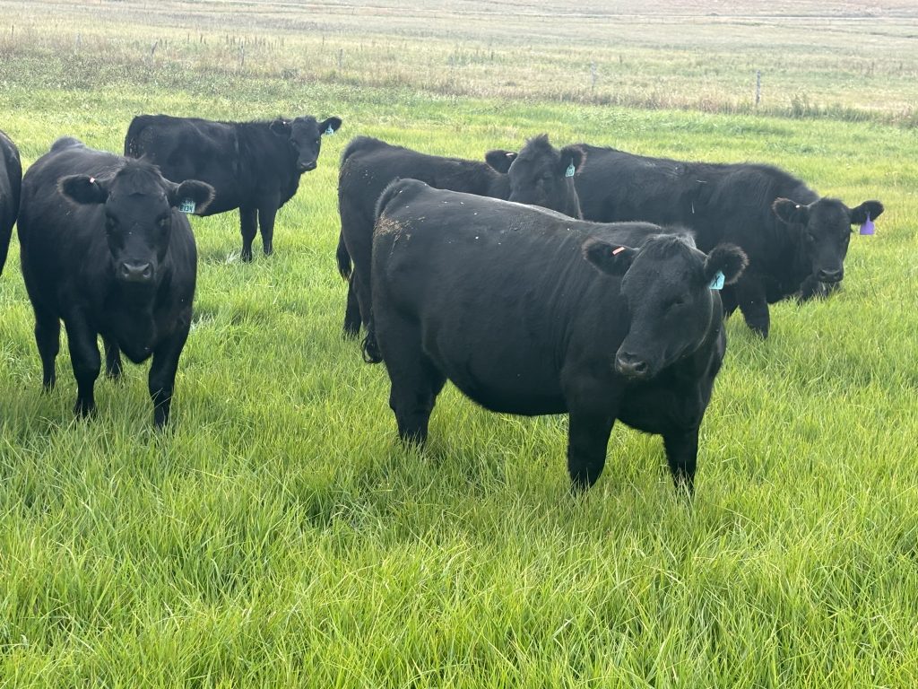 Breeder’s Connection 2026 | Pilakowski Angus | TheFencePost.com