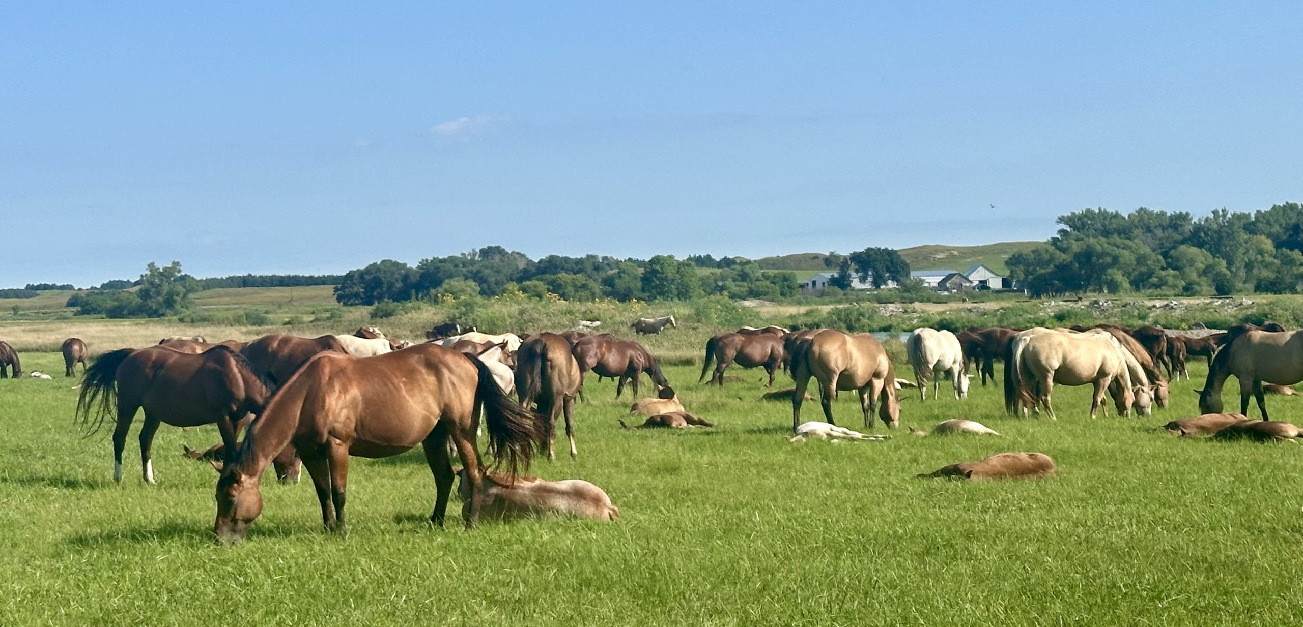 Breeder’s Connection 2026 | The Pitzer Ranch | TheFencePost.com