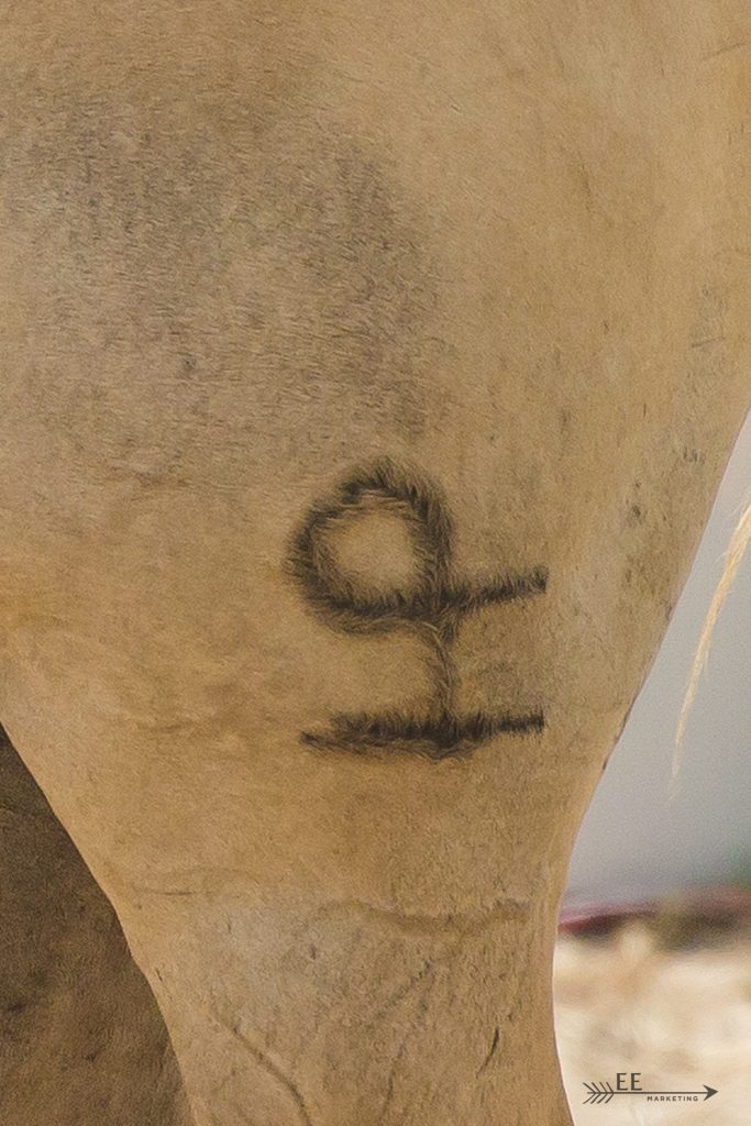 Breeder’s Connection 2026 | The Pitzer Ranch | TheFencePost.com