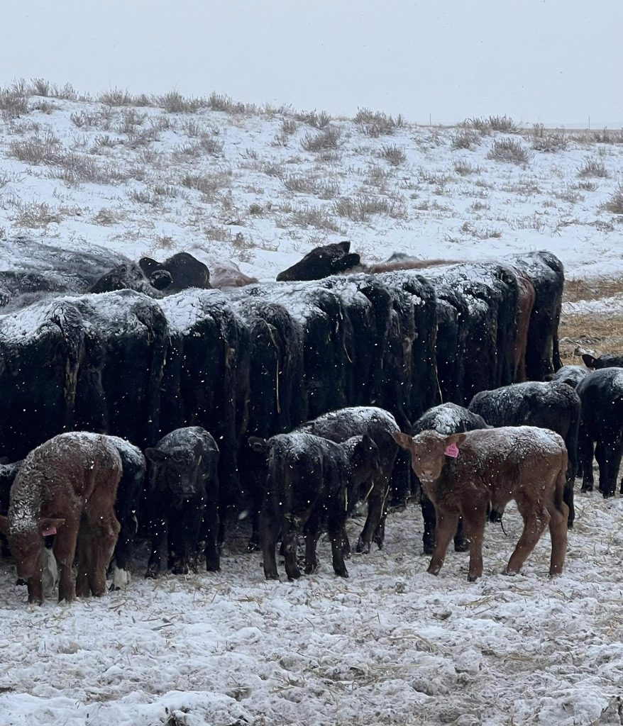 Breeder’s Connection 2026 | Ranching and Racing: Lee’s Cattle Company ...