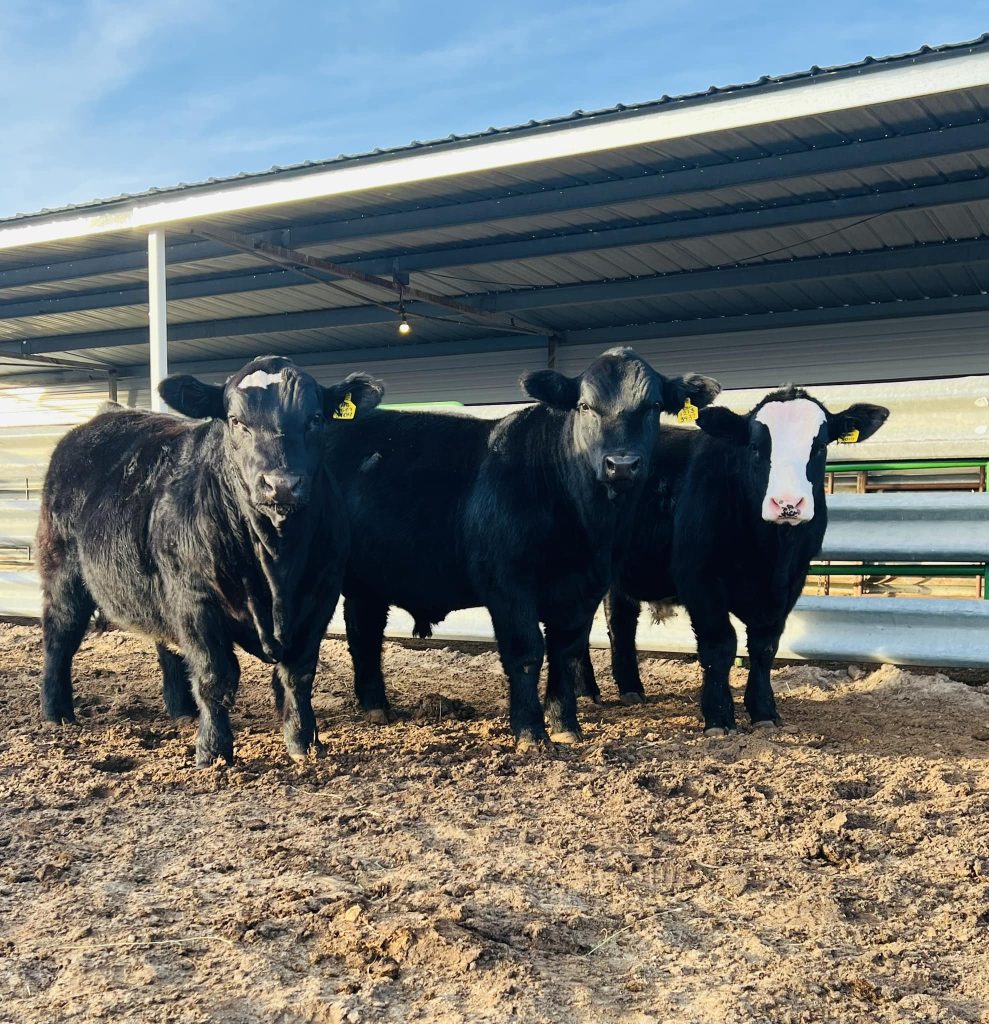 Breeder’s Connection 2026 | Ranching and Racing: Lee’s Cattle Company ...