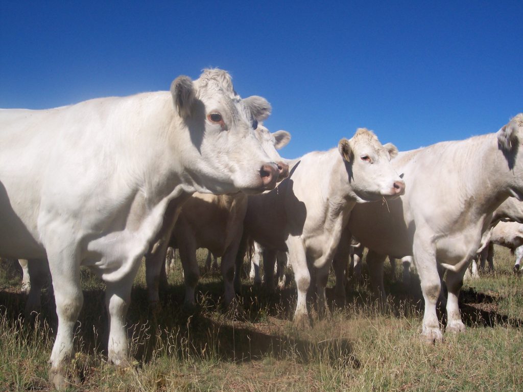Breeder’s Connection 2026 | Self-Sustaining, Functional Cattle: Reid ...
