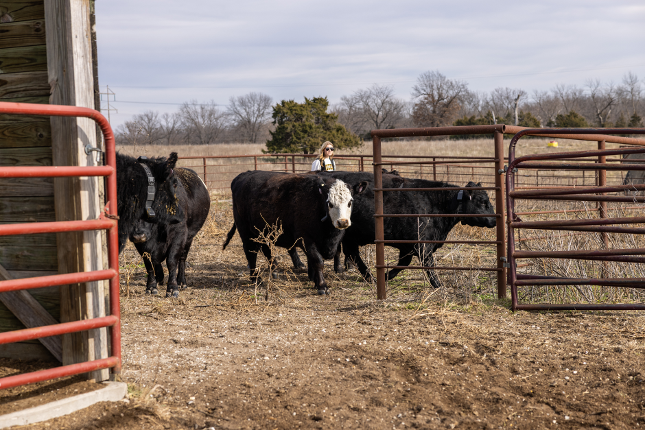 No fences needed: GPS collars show ‘virtual fencing’ is next frontier ...