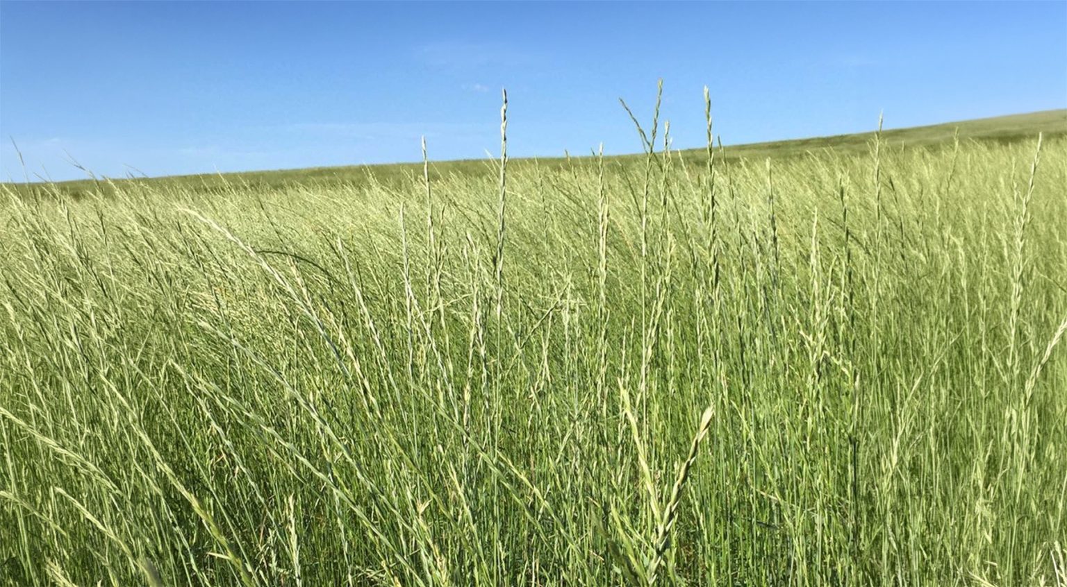 Perennial forages for pasture on crop ground offered in March ...