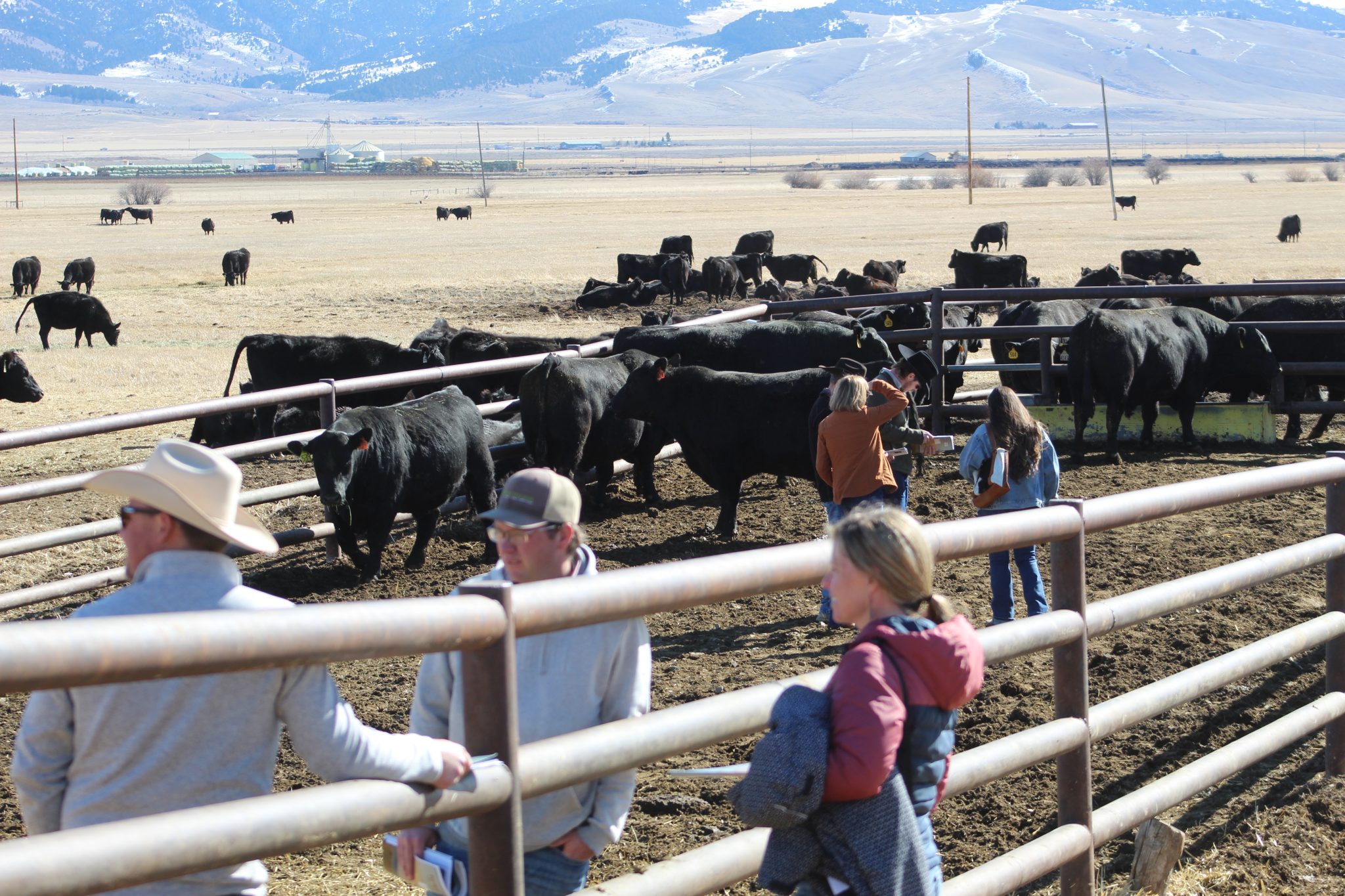 Stevenson Angus Bull Sale | TheFencePost.com