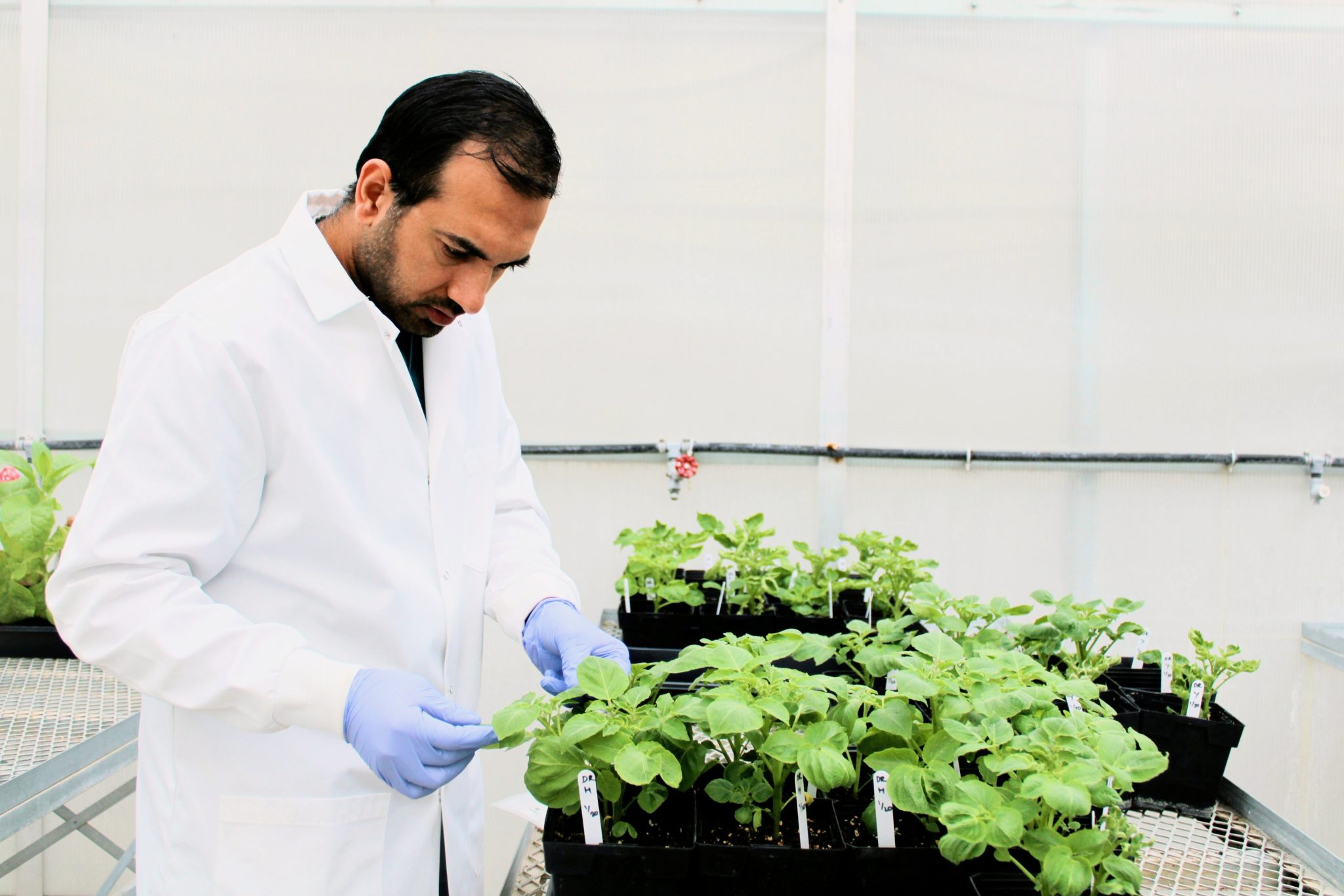 CSU researchers uncover novel pathogens affecting Colorado potato crops ...