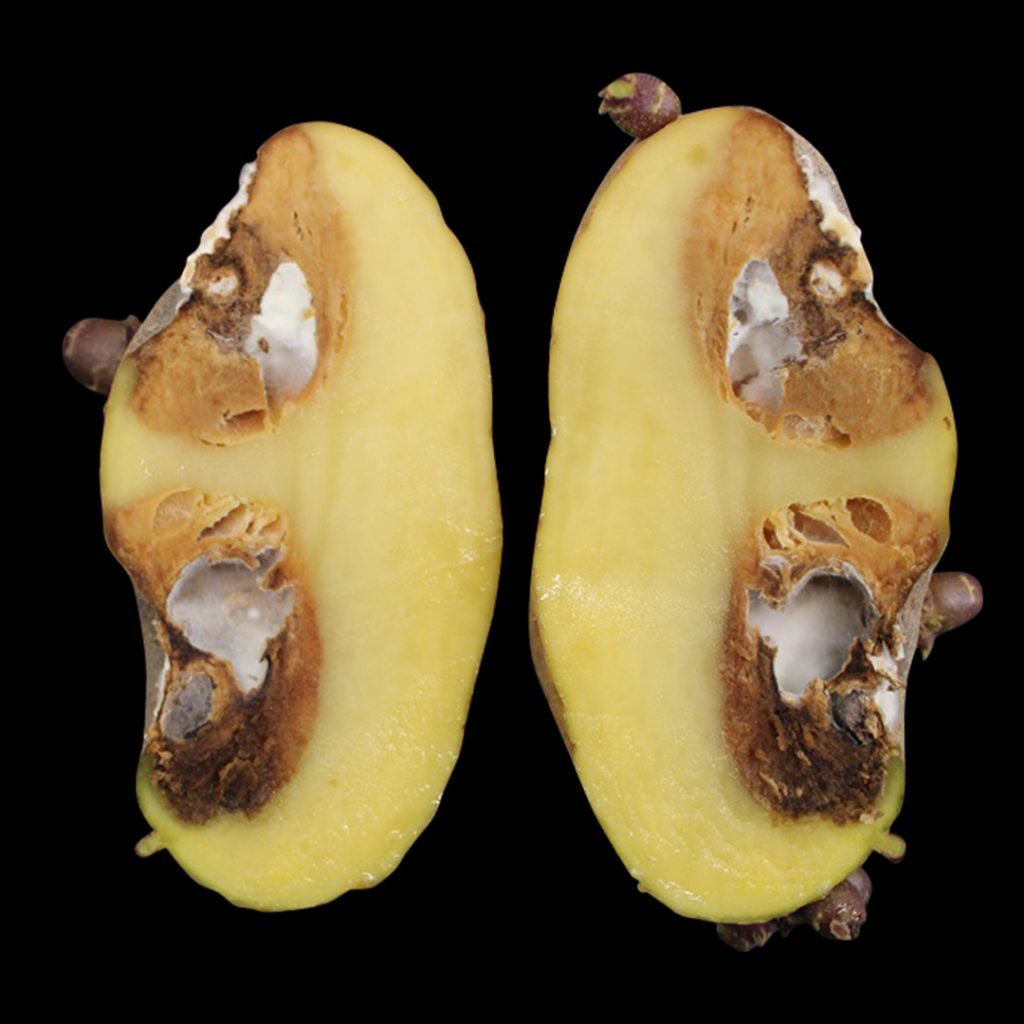 CSU researchers uncover novel pathogens affecting Colorado potato crops ...