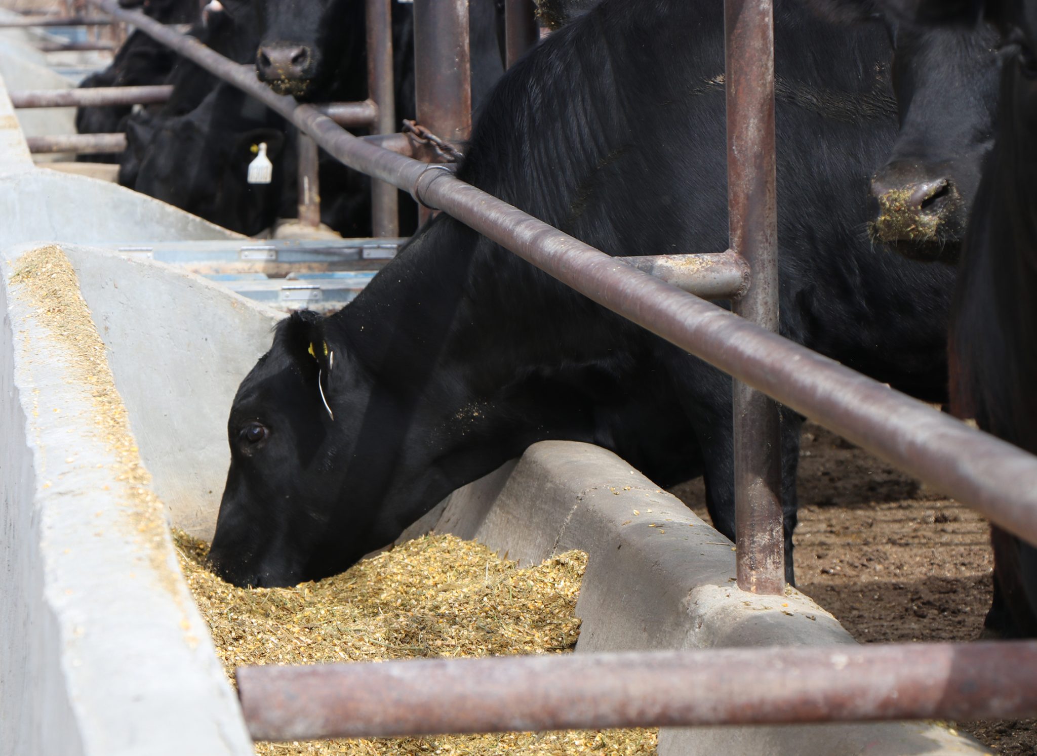 Successfully limit feed cattle in dry conditions | TheFencePost.com