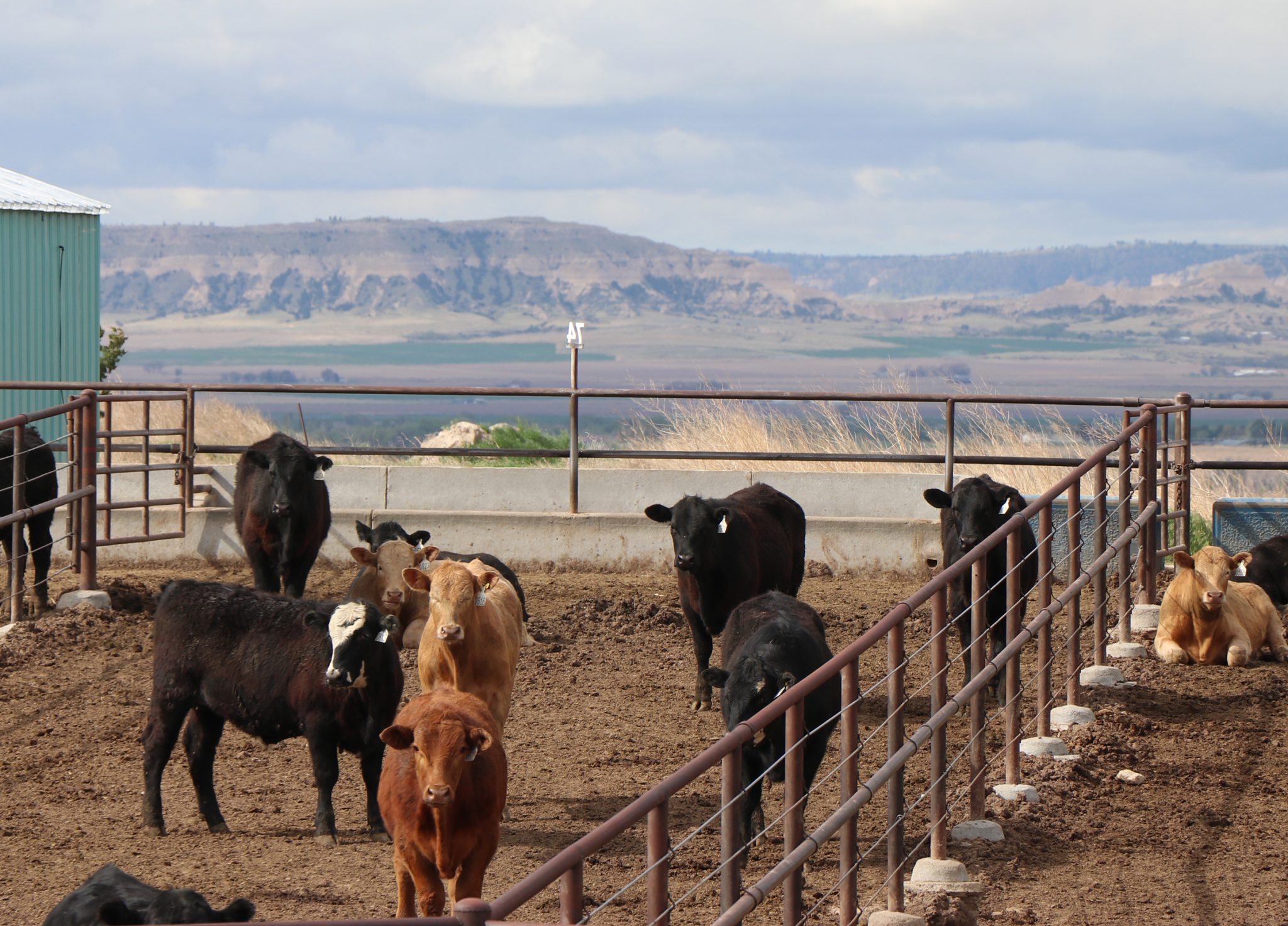 Nebraska Extension hosts drought management webinar for beef producers ...
