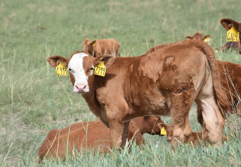Early weaning strategies for challenging forage conditions ...