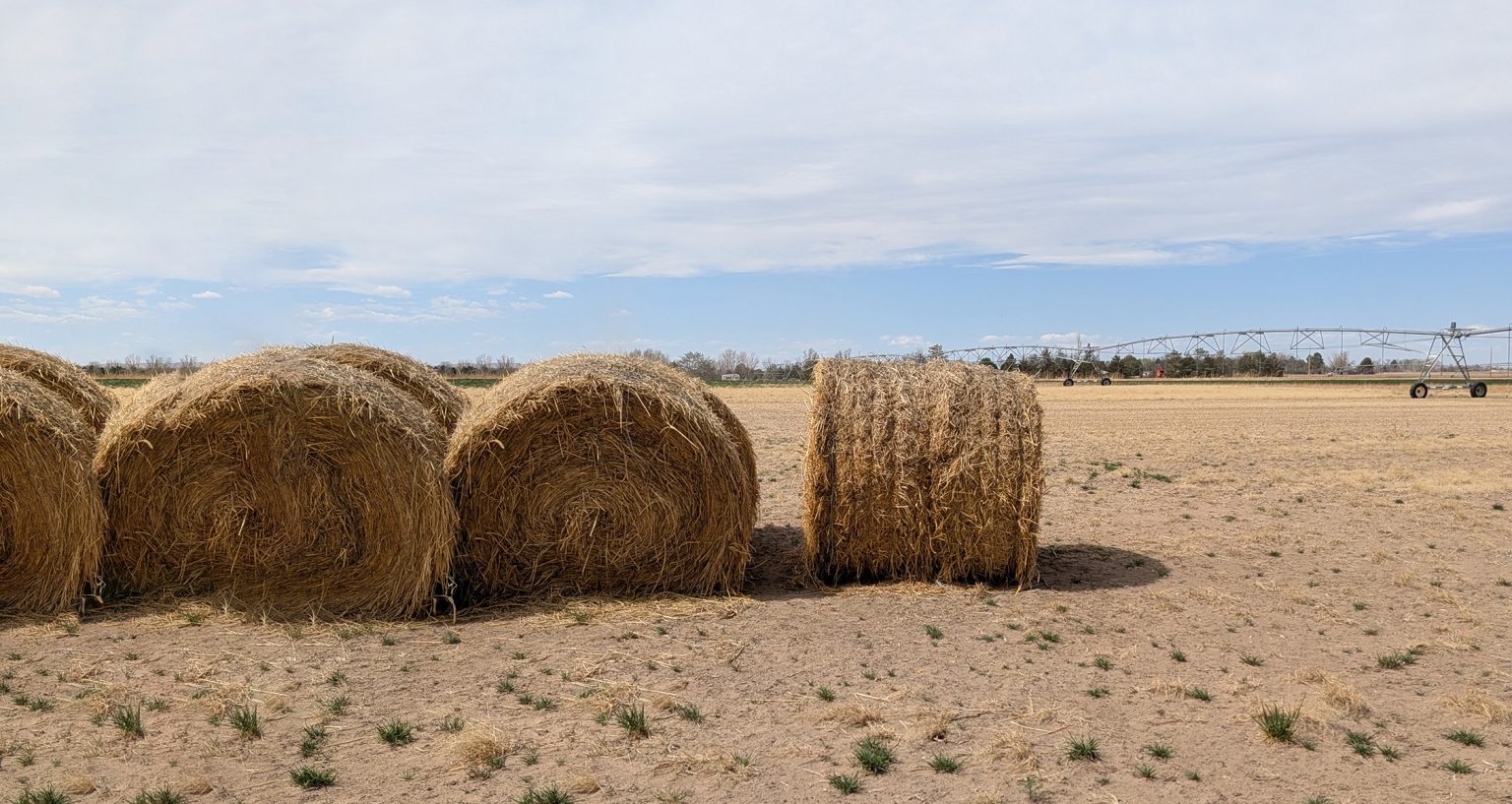Precipitation insurance deadline approaches for annual forage planted ...