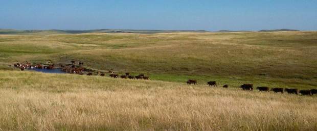 Supplementing yearling stocker cattle in late summer | TSLN.com