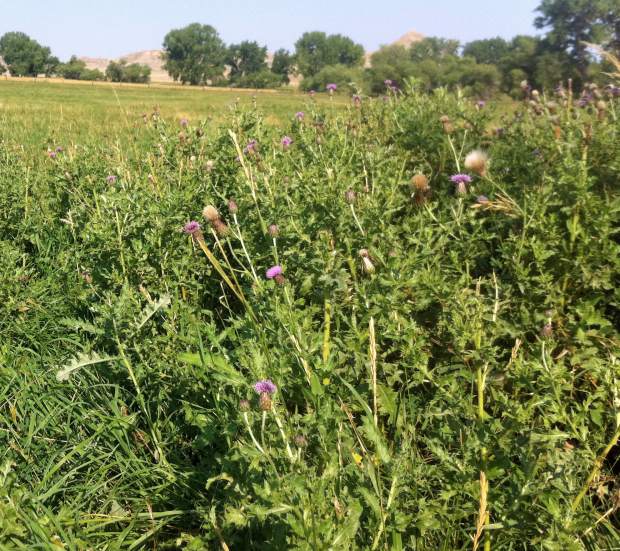 Weeds cause problems with purchased hay | TSLN.com