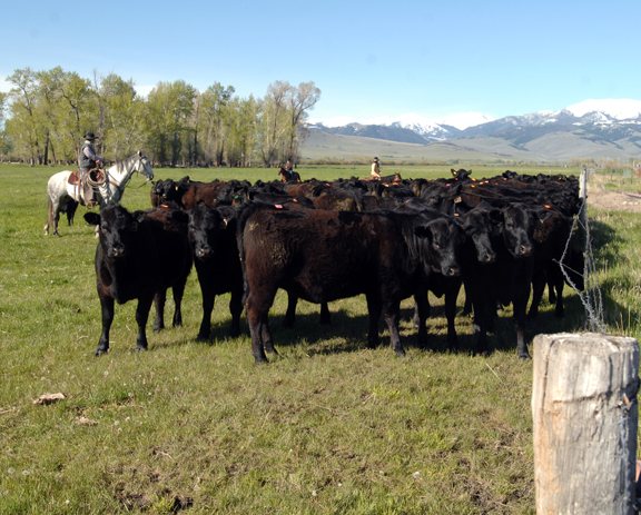 Montana ranches & beef industry facilities featured during BIF tour ...