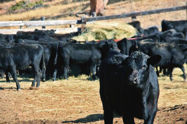 Low stress weaning a win-win for cows, calves, producers | TSLN.com