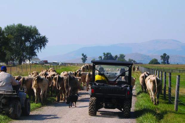 Moving and handling cattle with ATVs or horses | TSLN.com