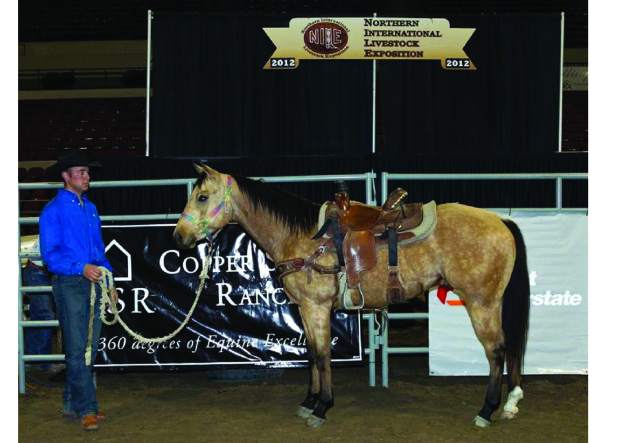2012 NILE Gold Buckle Performance Horse Sale results | TSLN.com