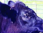 Skin Problems in Young Cattle: Warts and Ringworm | TSLN.com